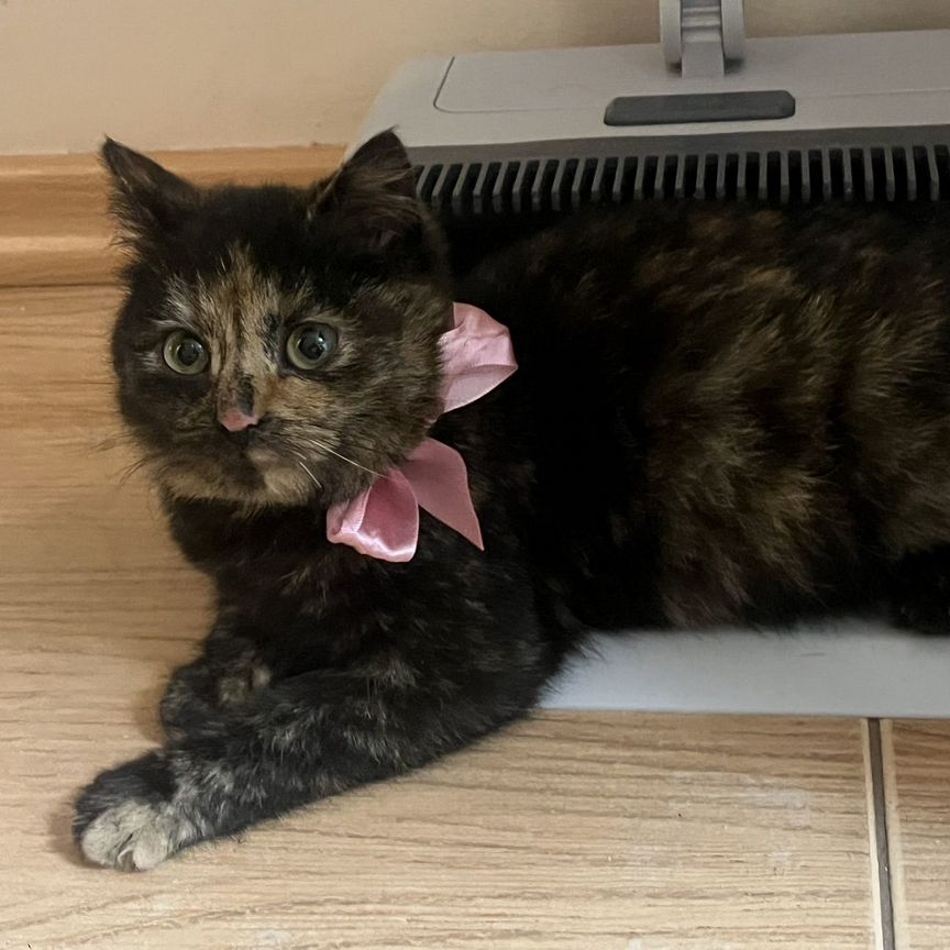 Котенок в добрые руки