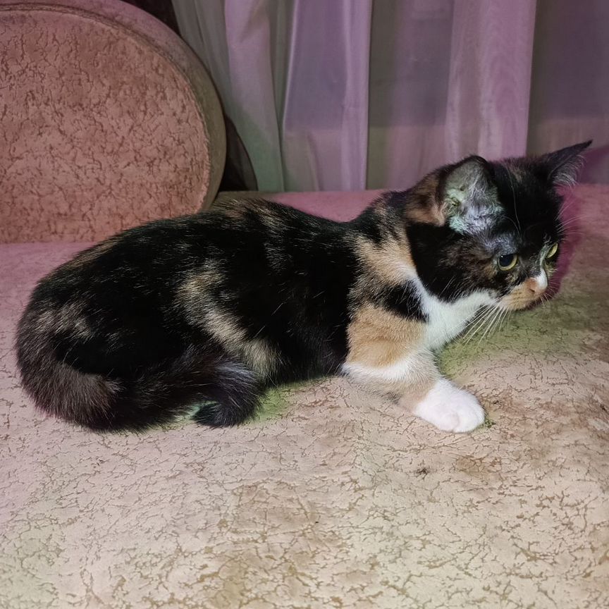 Манчкин котёнок