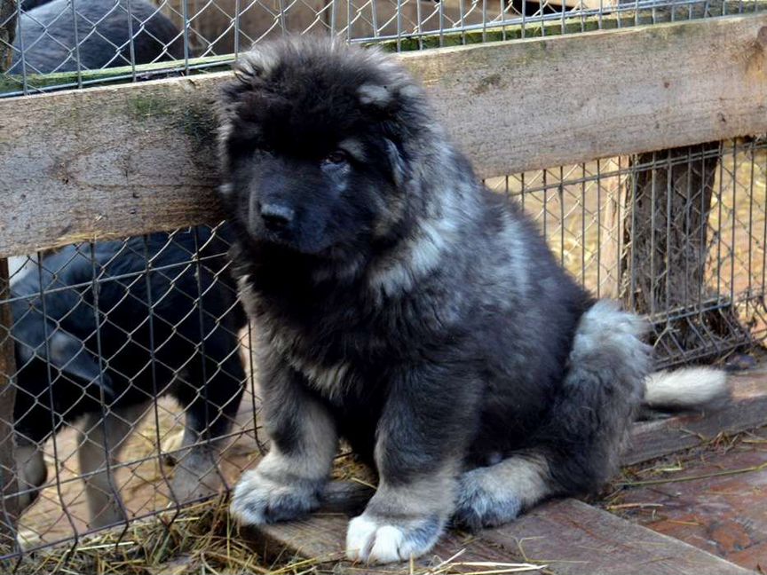 Щенки кавказской овчарки