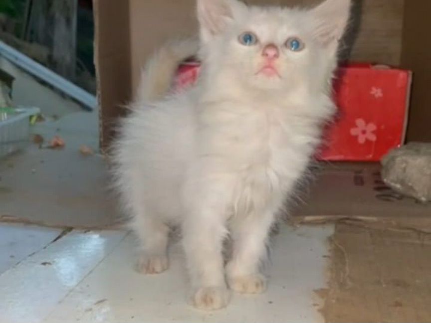 Котенок в добрые руки