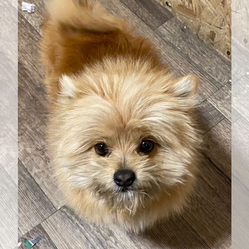 Русский той-терьер, щенок