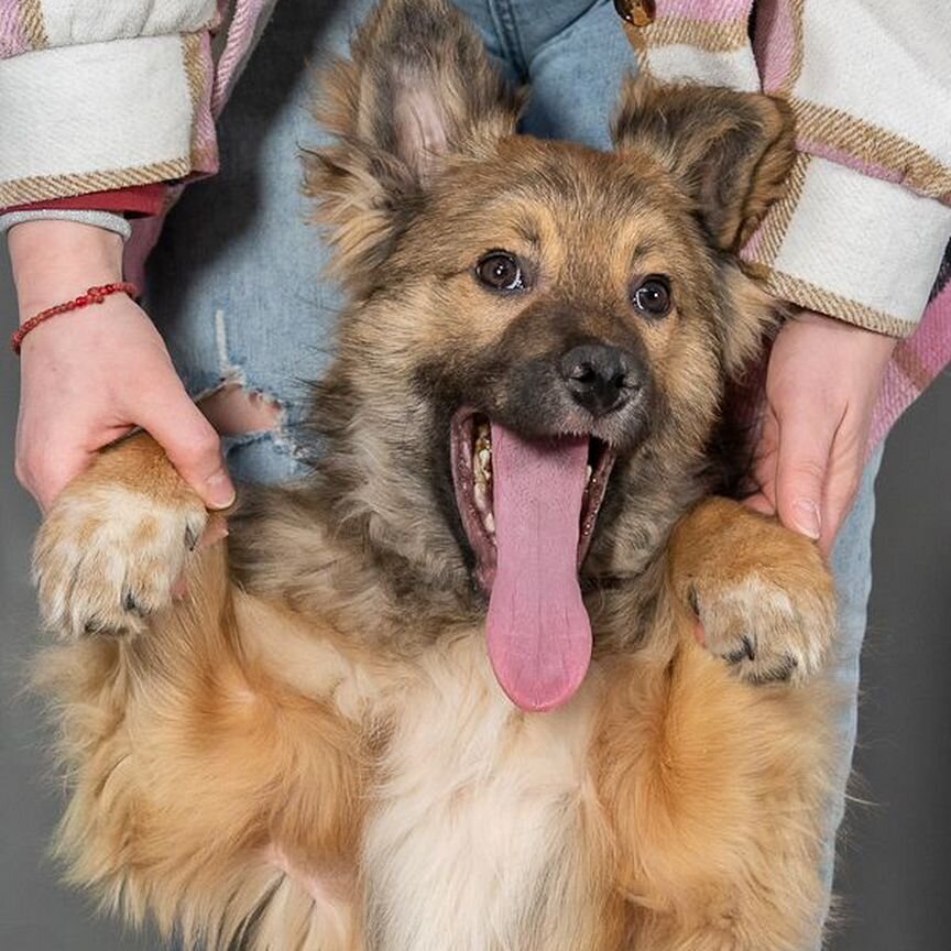 Щенок-антистресс в добрые руки