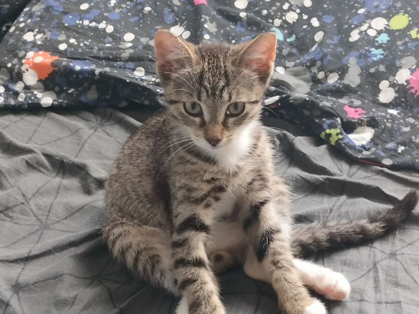 Котеночек в добрые руки