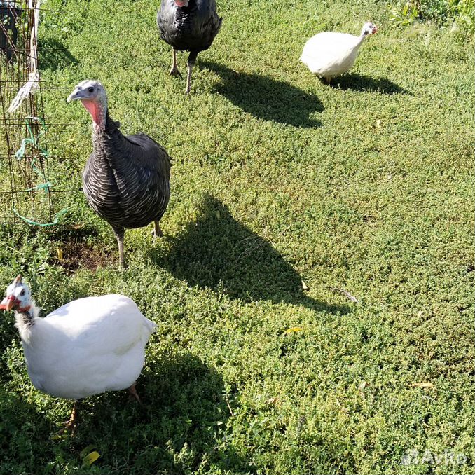 Продам Индюшку и Индюка, 2 Цесарки