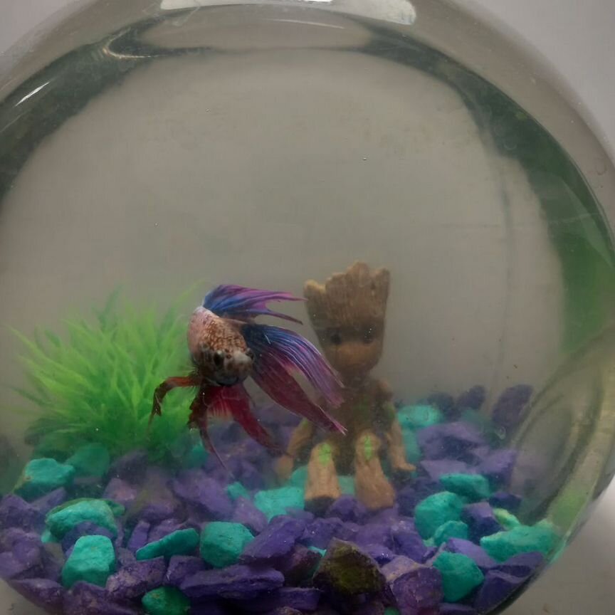 Мини аквариум