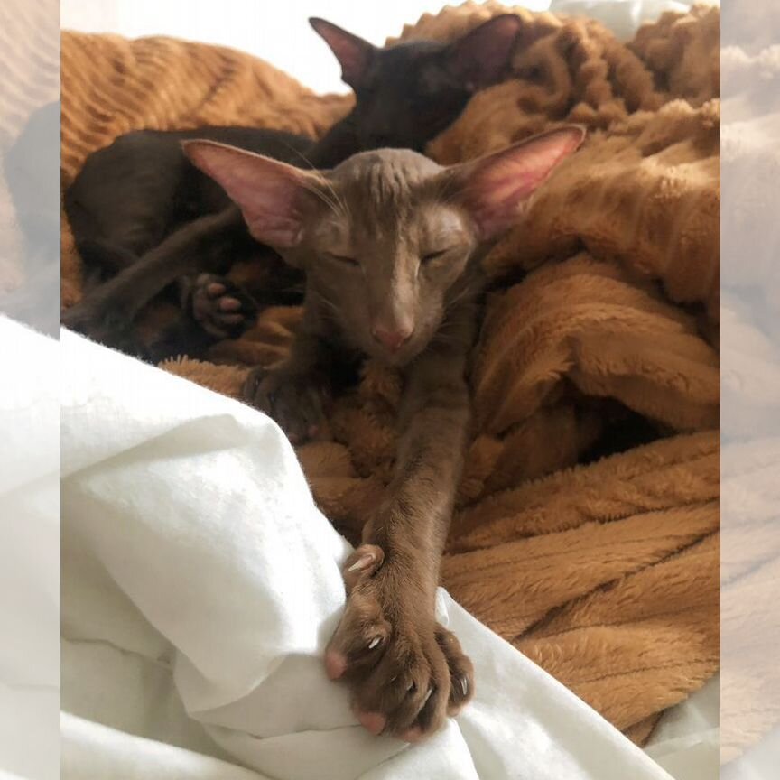 Ориентальная девочка цинамон