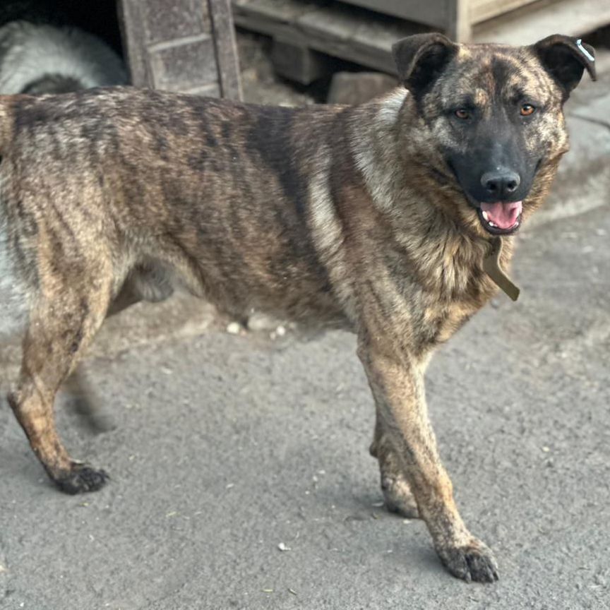 Крупный добрый пёс в добрые руки