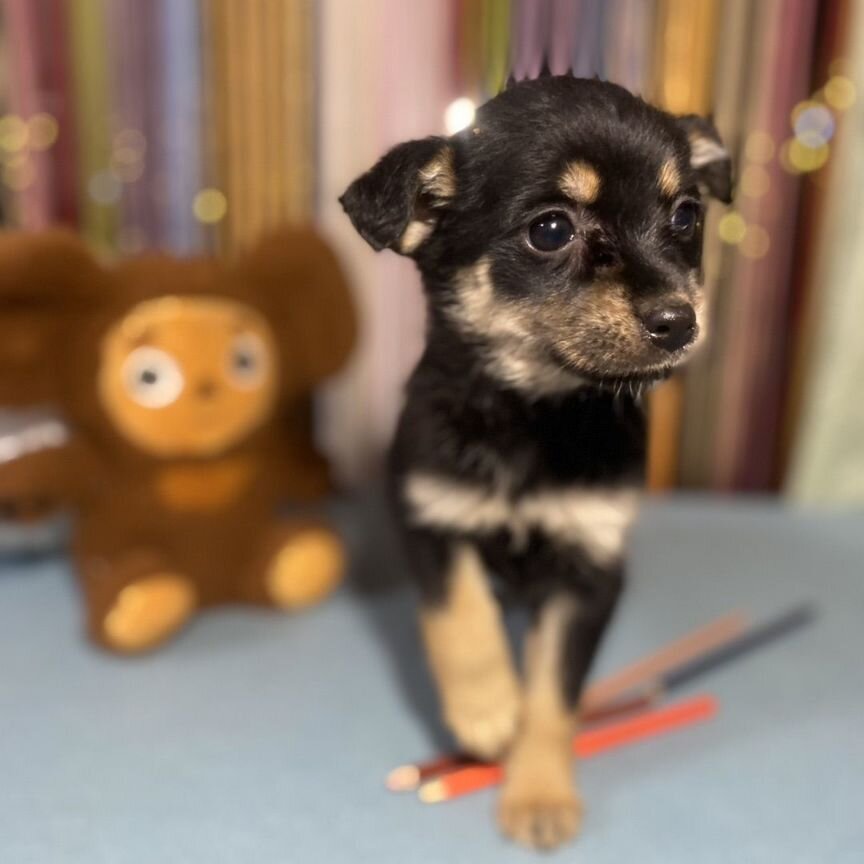 Щенки миниатюрные