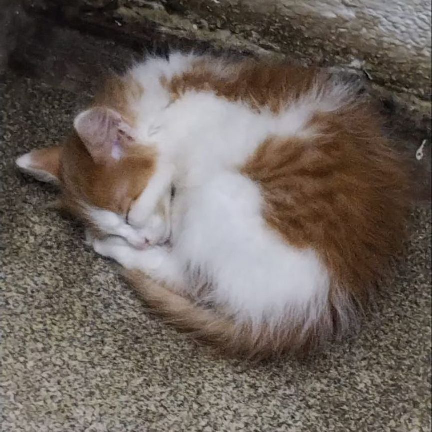 Котенок очень ищет дом