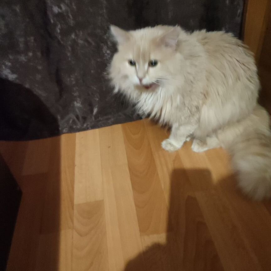 Отдам бесплатно котика