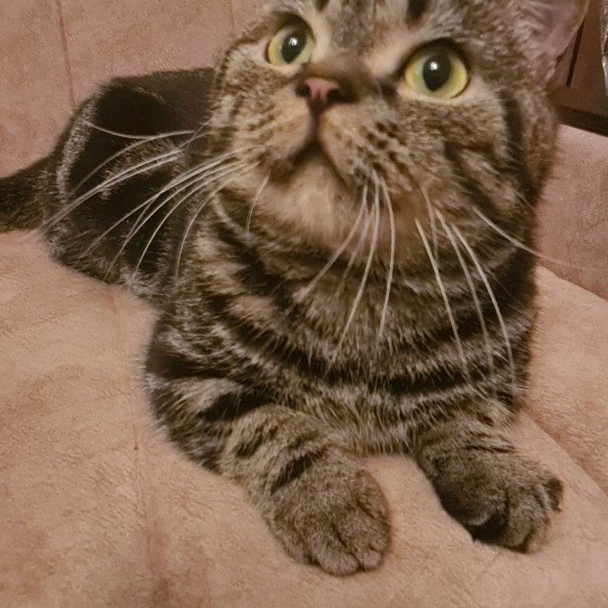 Манчкин