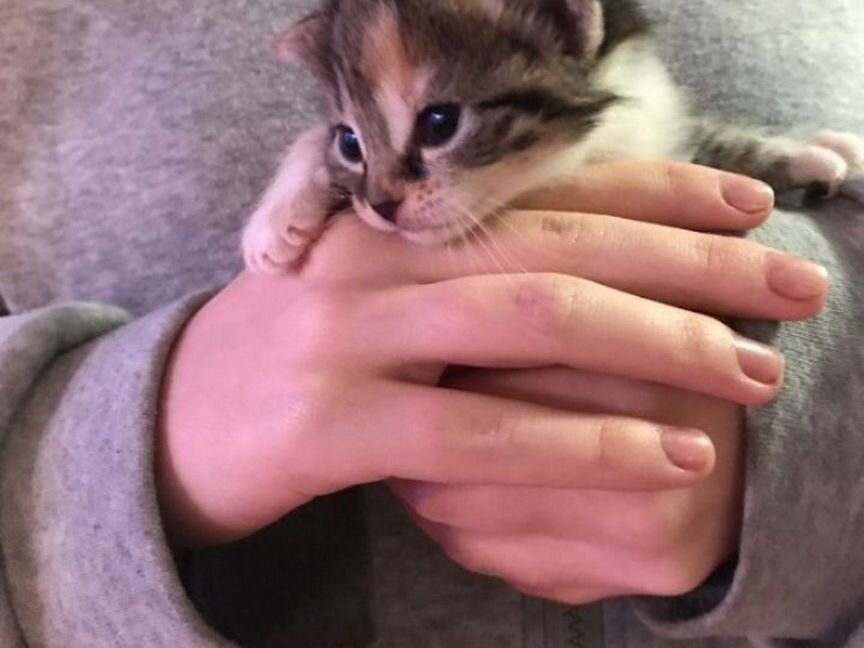 Шотландский котёнок