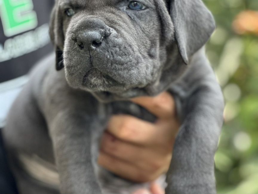 Щенки кане корсо