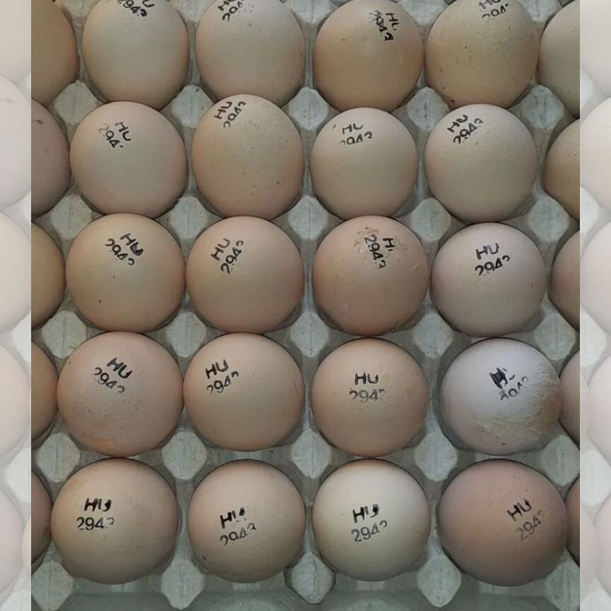 Мастер Грей, Редбро инкубационное яйцо 14.02.2025