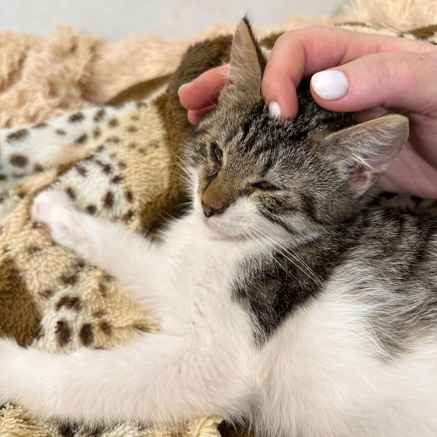 Отдам котенка 4 месяца в хорошие руки1