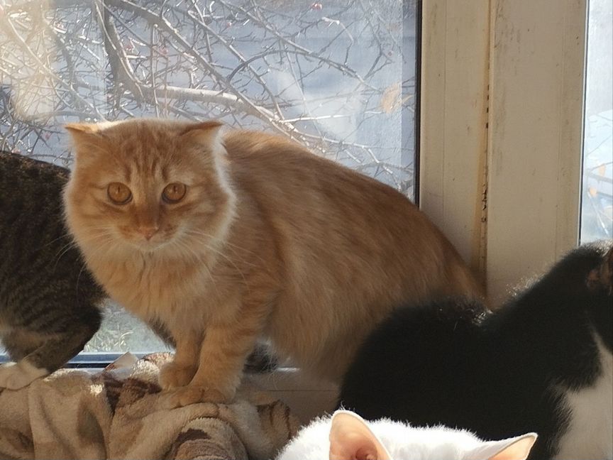 Отдам вислоухого котика. Кастрирован