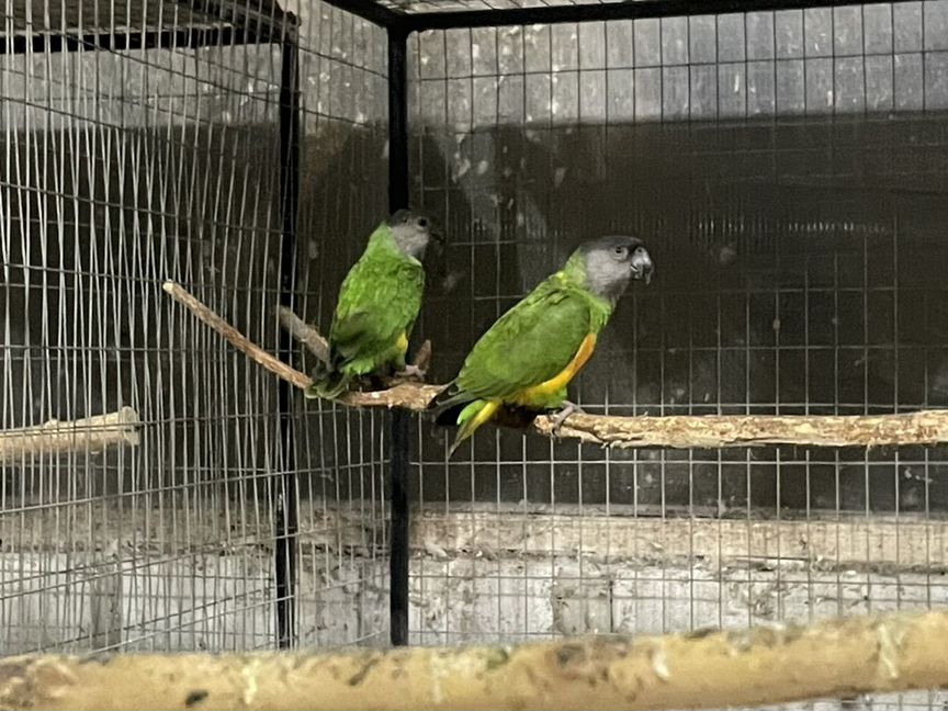 Сенегальский попугай