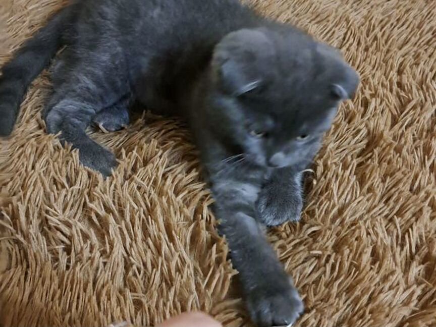 Продам шотландский котик,8 месяцев