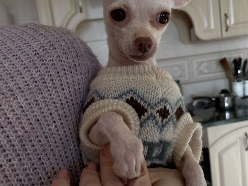 Мини той-терьер девочка. Отдам в хорошие в руки