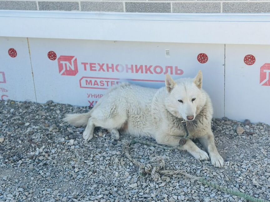 Лайка