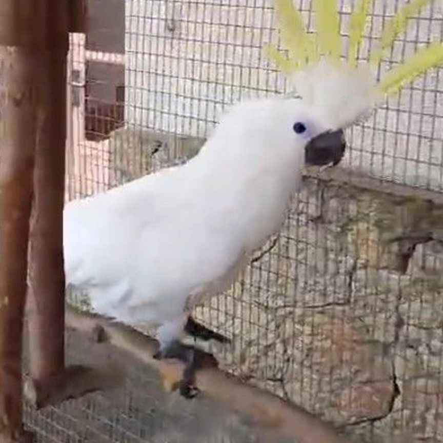 Ручной говорящий попугай