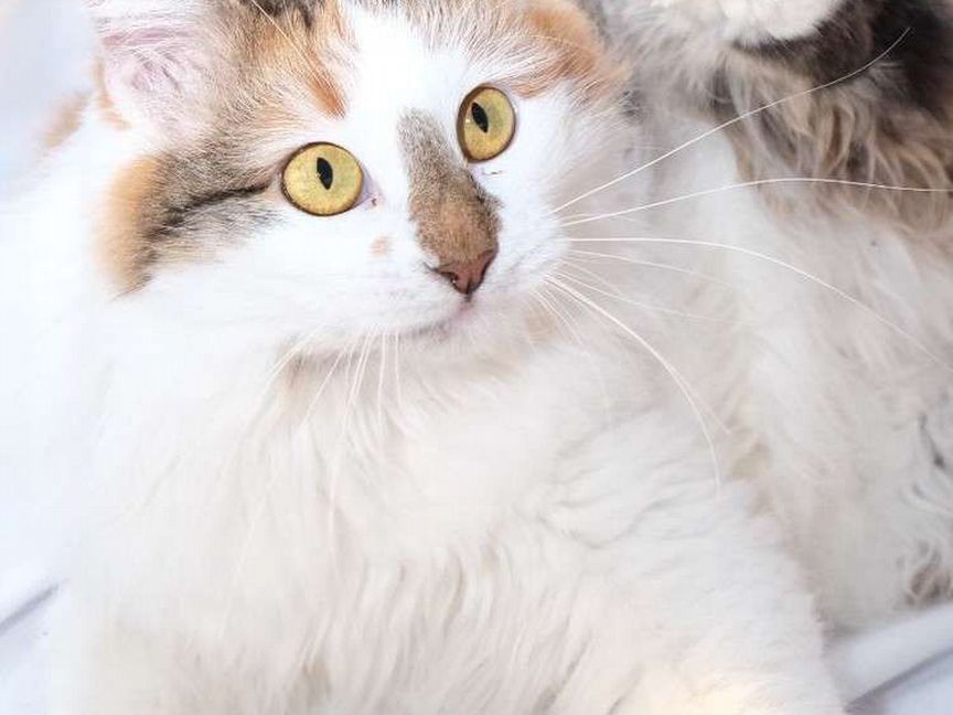 Котенок с царским хоба