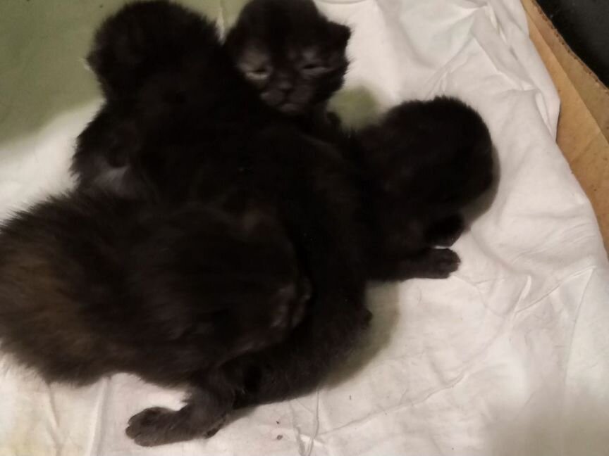 Кошки