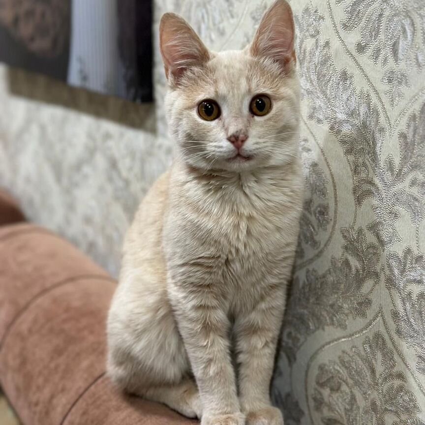 Котенок в добрые руки