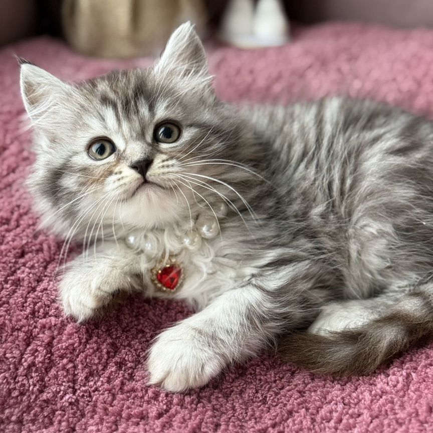 Шотландский прямоухий длинношёрстный котёнок