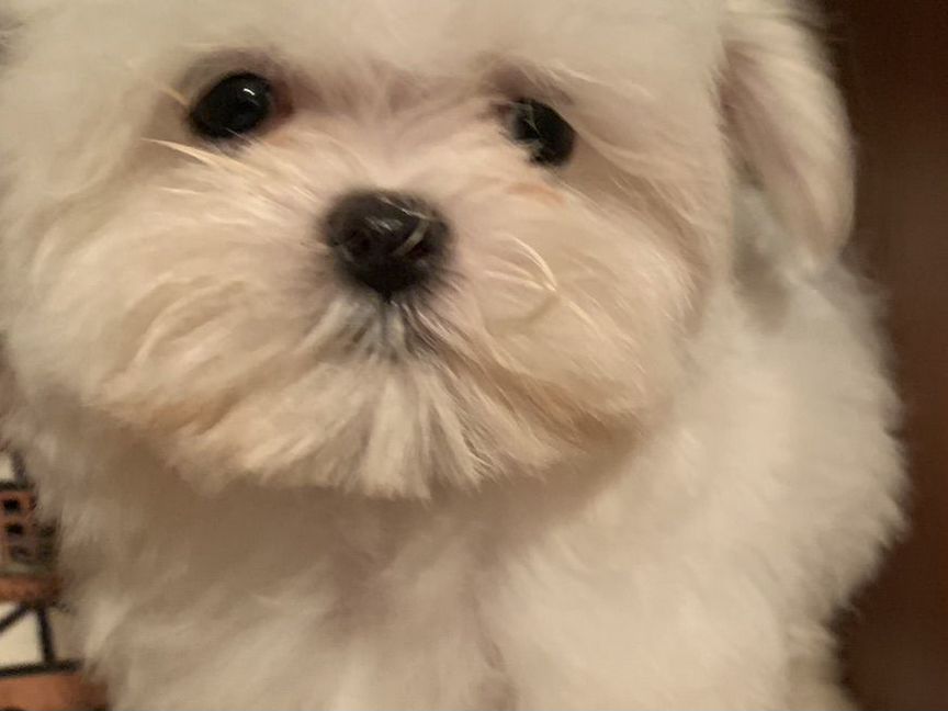 Мальчик миник