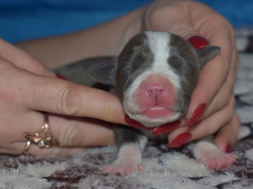 Сладкая голубая мечта