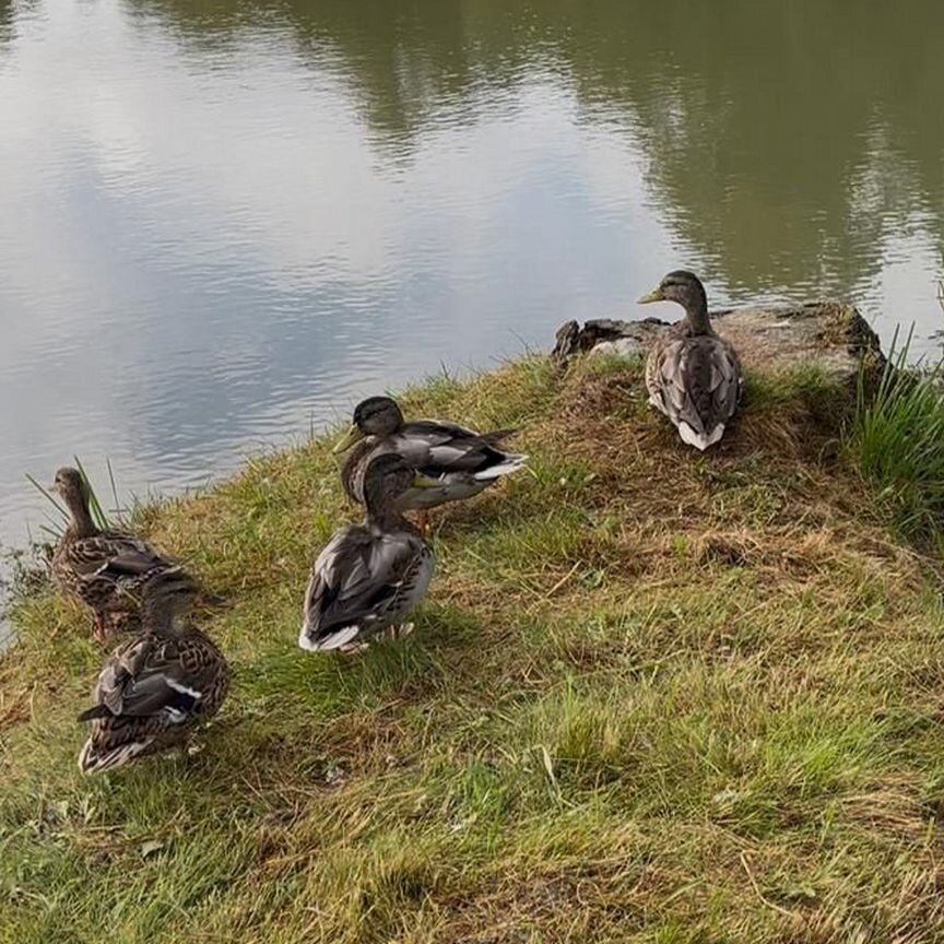 Утка-кряква подсадная