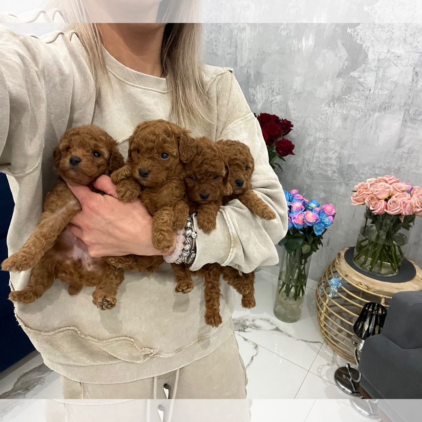 Той-пудель, щенок