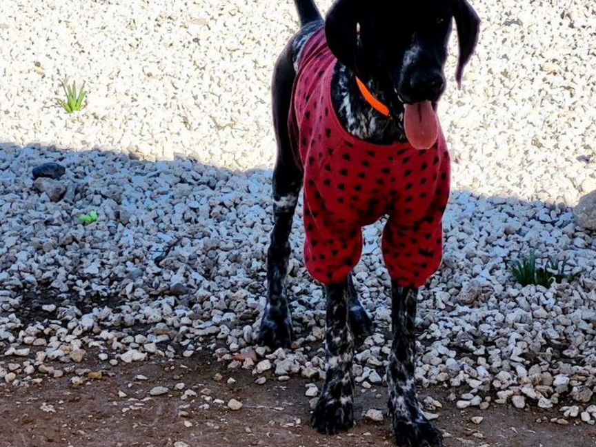 Собака в добрые руки отдам бесплатно