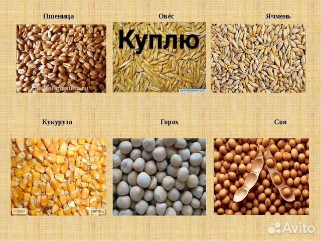 Горох Кукуруза Ячмень Пшеница Овес купить в Рязани Животные и