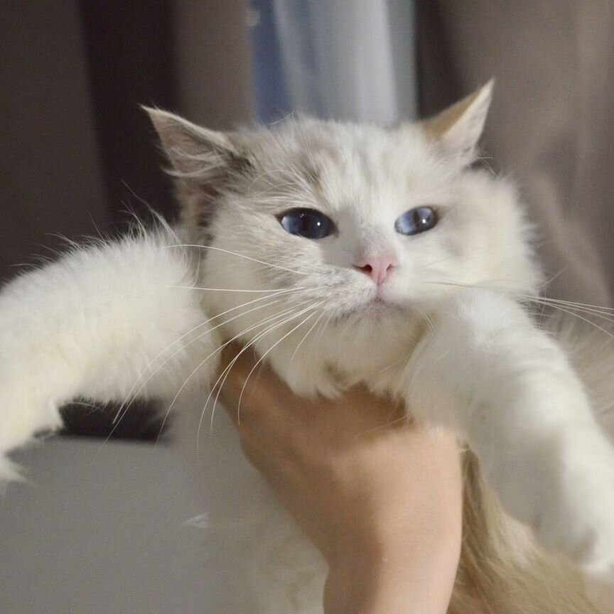 Кошечка регдолл, стесняжка, с документами