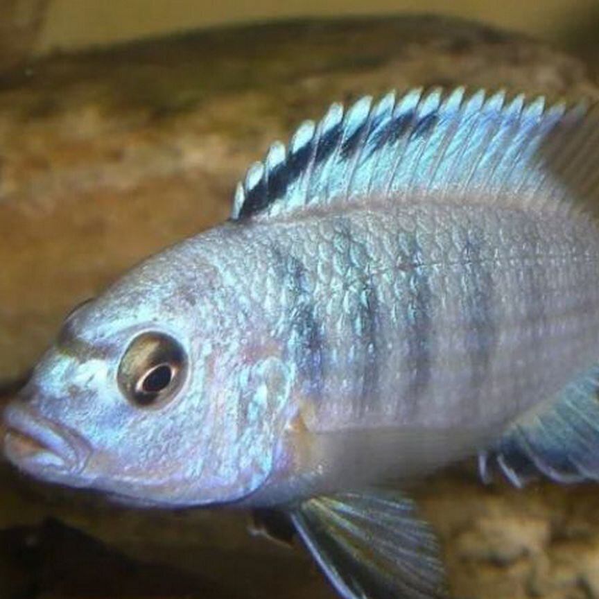 Руки аквариумная