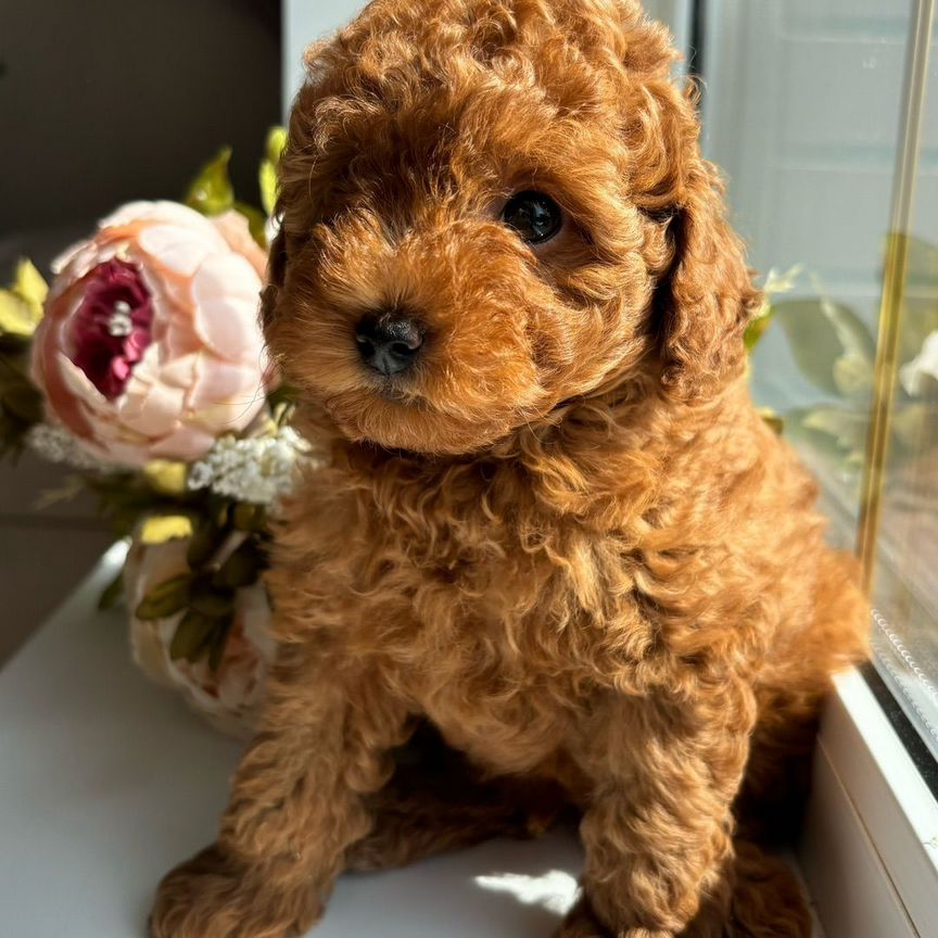 Той-пудель, щенок