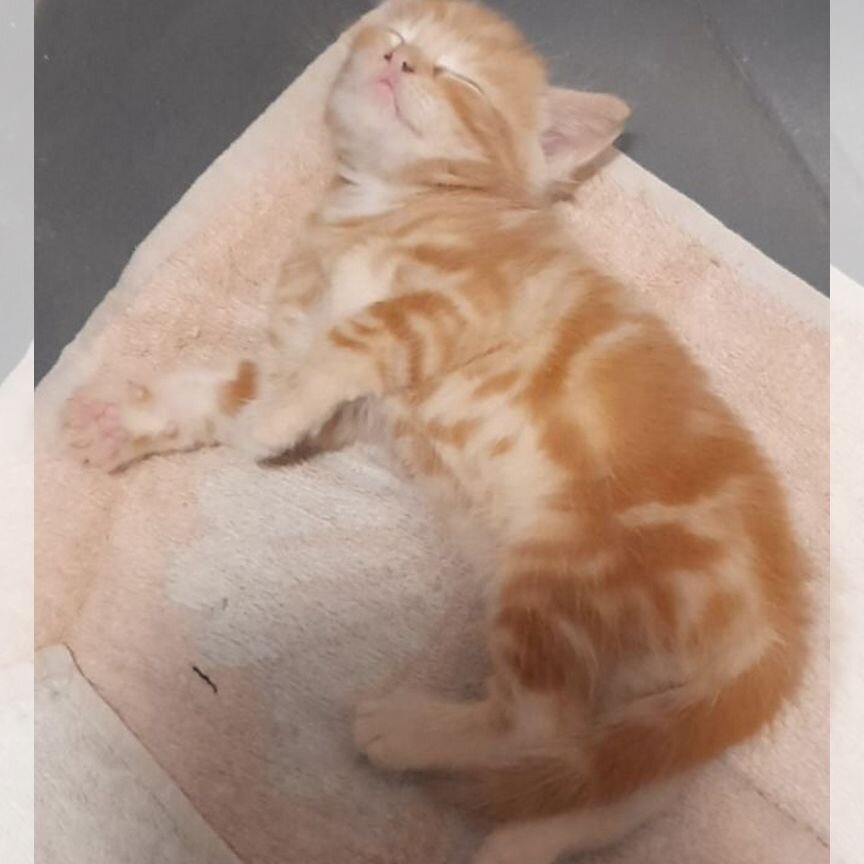 Шотландские вислоухие котята