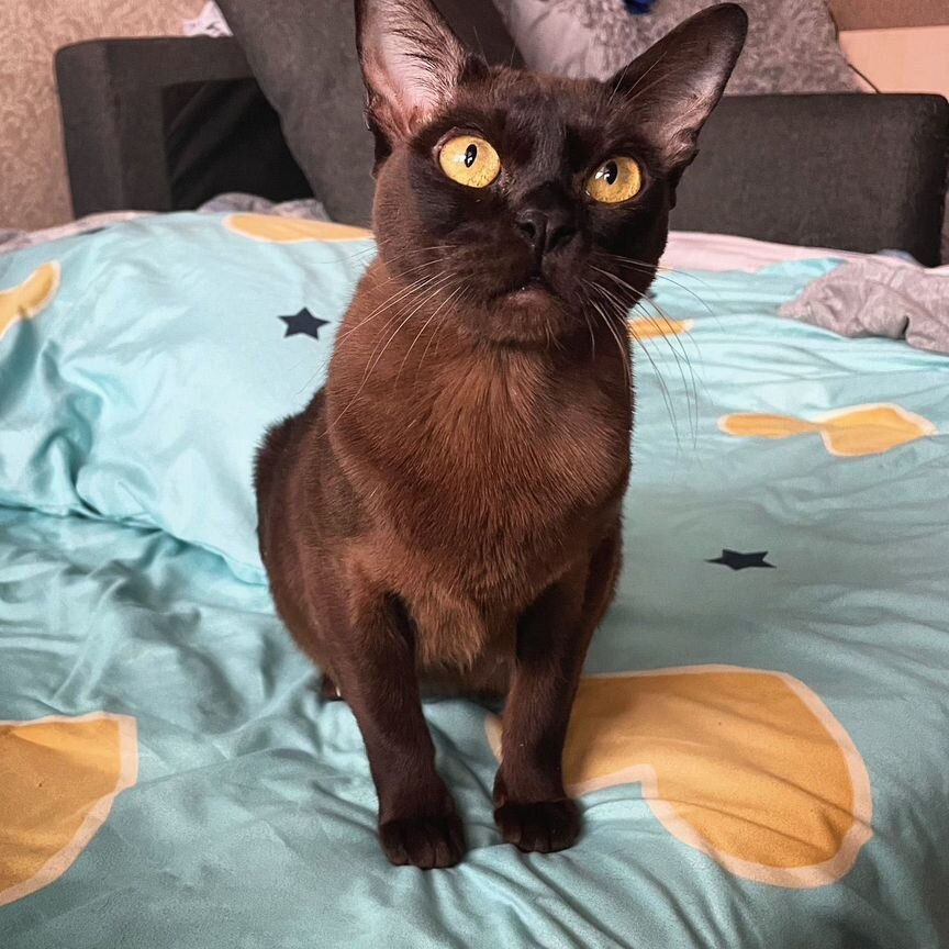 Бурманская кошка