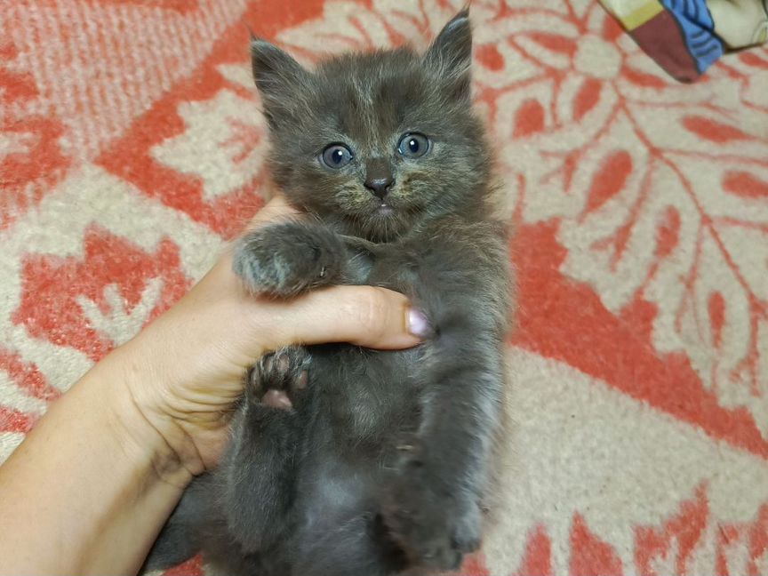 Котята в добрые руки бесплатно