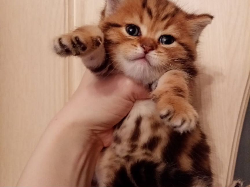 Шотландские золотые карапузы