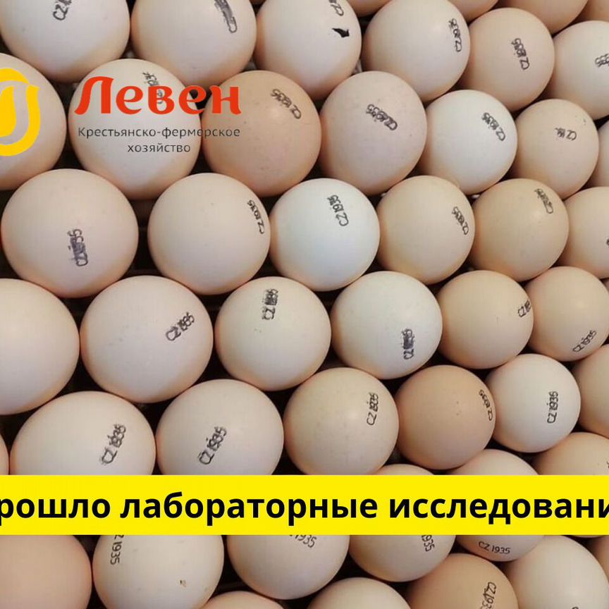 Инкубационное яйцо кобб 500 и Росс 308 из Европы