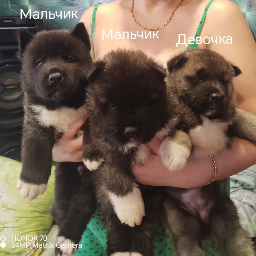Щенки Американской акиты