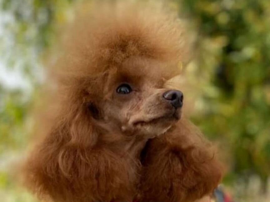 Той-пудель вязка