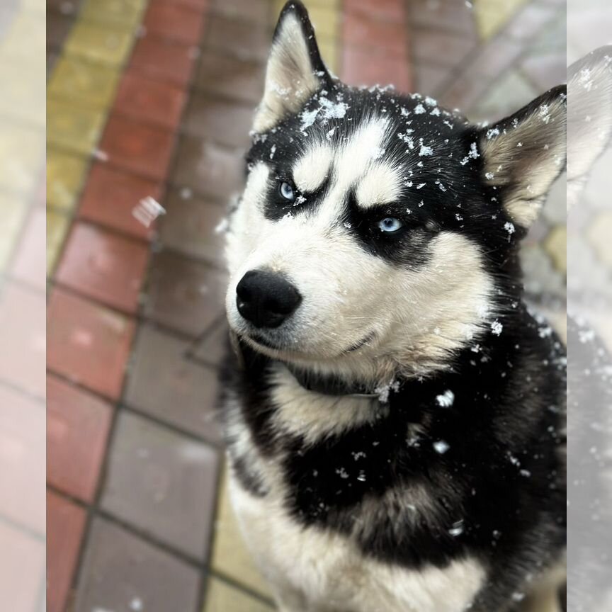 Сибирский хаски, взрослый пёс