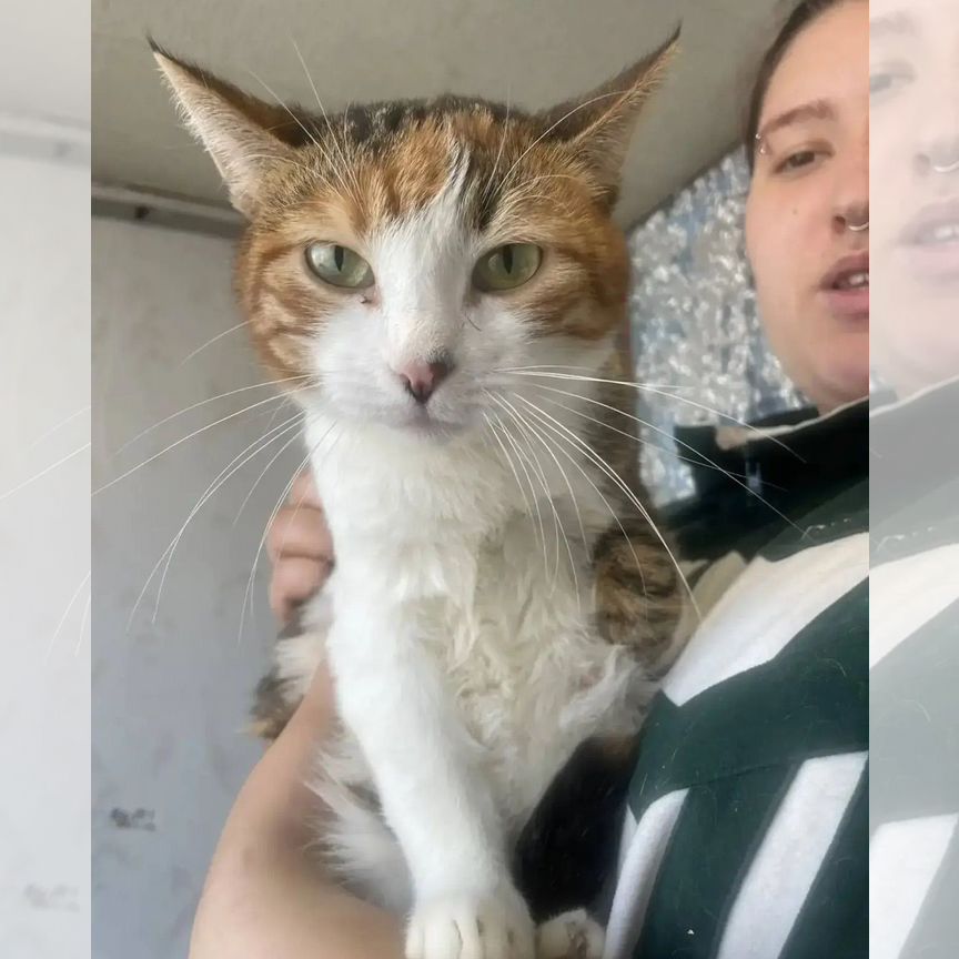 Взрослая, кошка в добрые руки