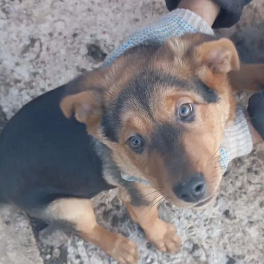 Ротвейлер, щенок