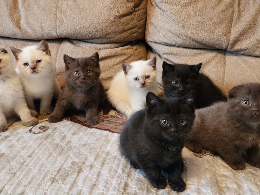 Шотландские вислоухие и прямоухие котята