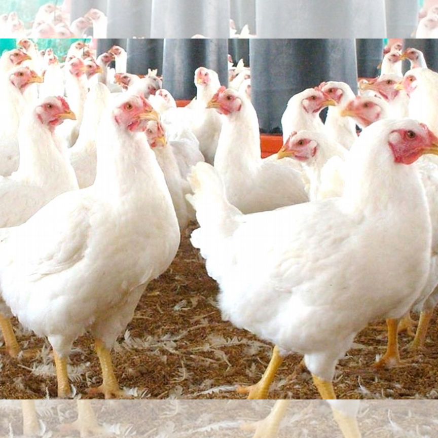 Куры несушки породы Леггорн / Бесплатная доставка